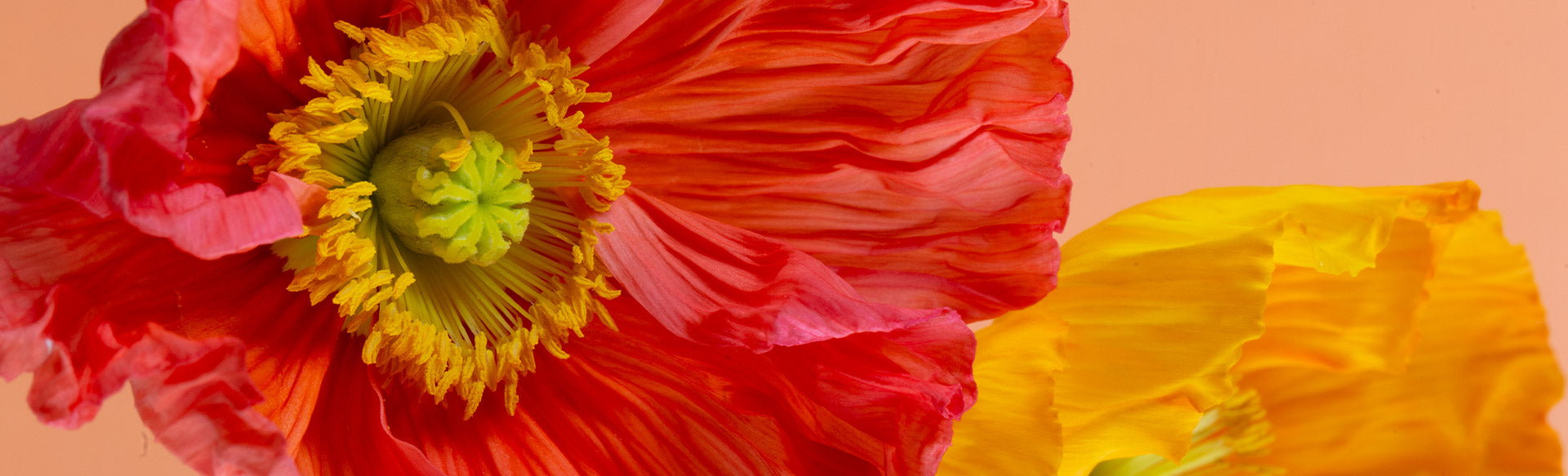 Poppies Sami Sacha Flowers