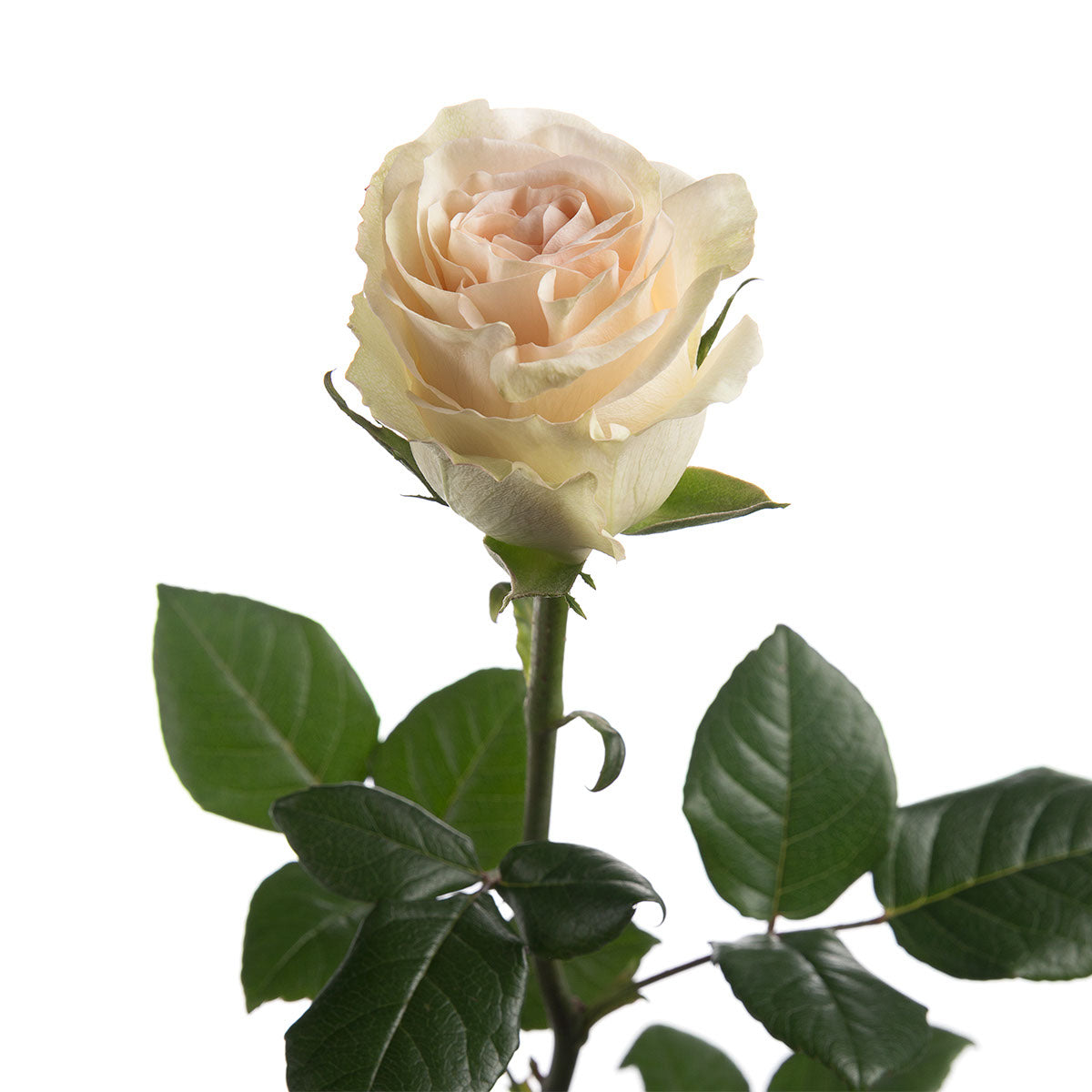 Priority Garden Rose Sami Sacha Flowers