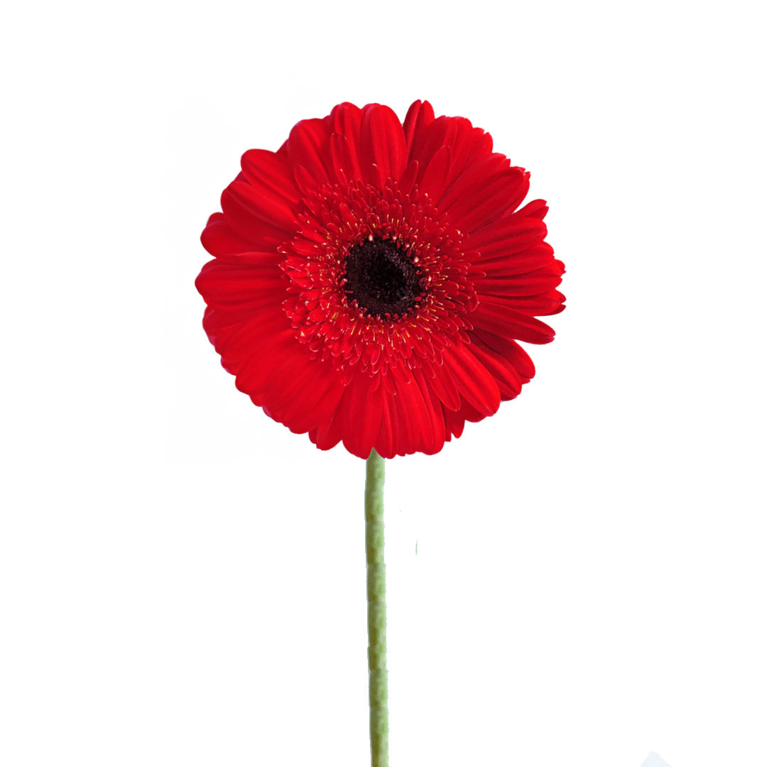 Red Gerbera