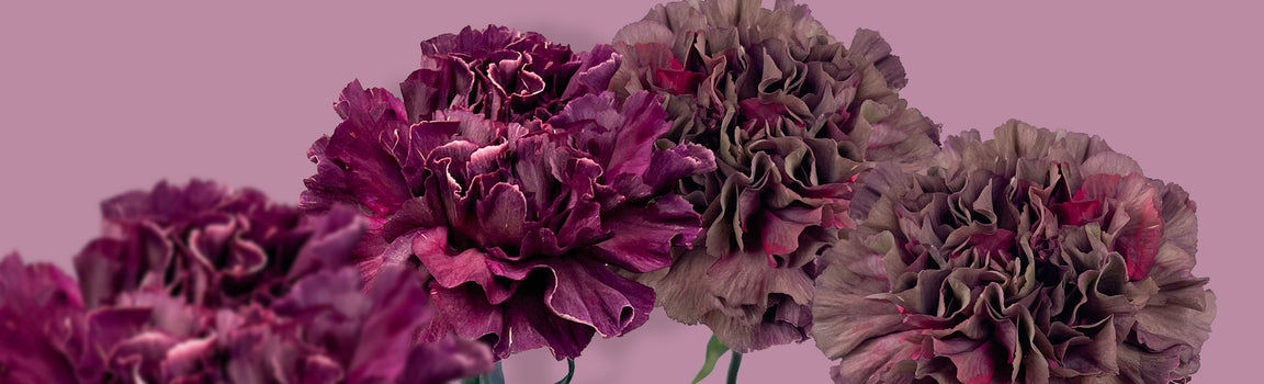 Carnations | Sami Sacha Flowers