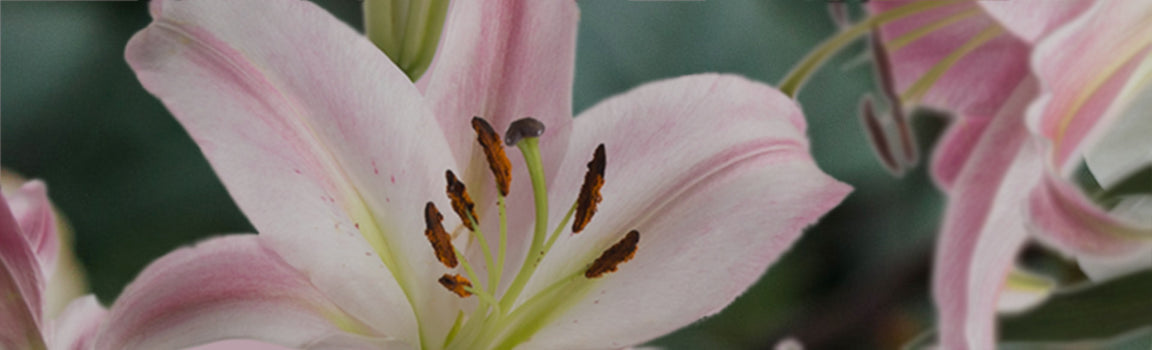 Lilies | Sami Sacha Flowers
