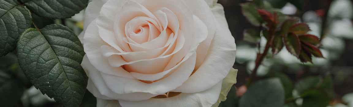Roses | Sami Sacha Flowers