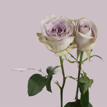 Andrea Roses | Sami Sacha Flowers