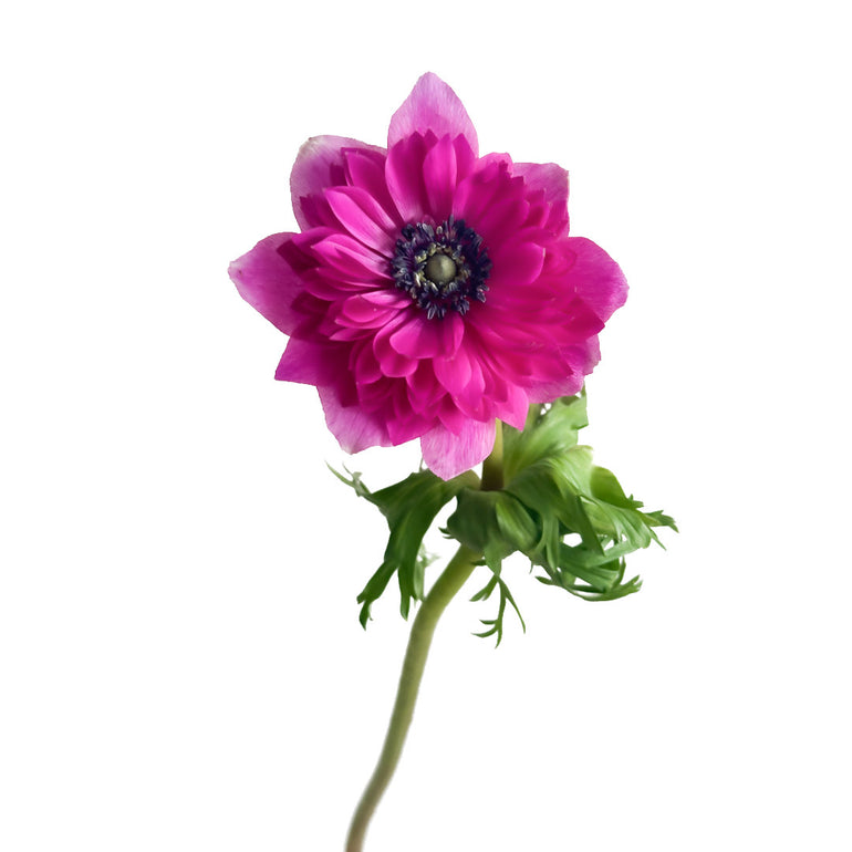 Anemones | Sami Sacha Flowers