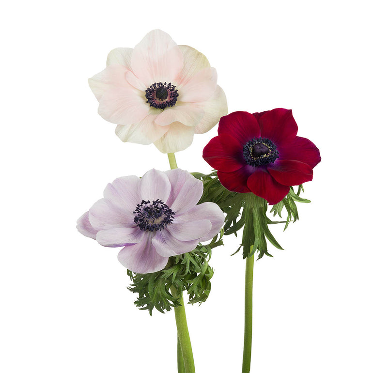 Anemones | Sami Sacha Flowers