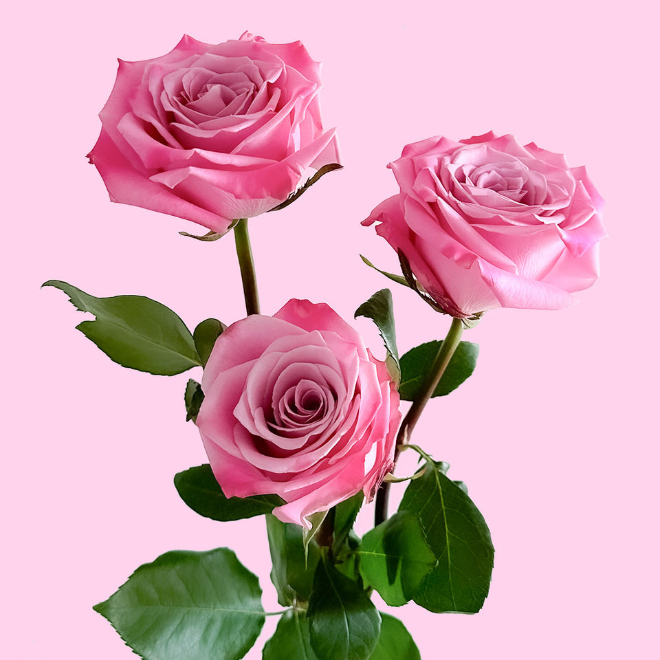 Babaloo Rose | Sami Sacha Flowers