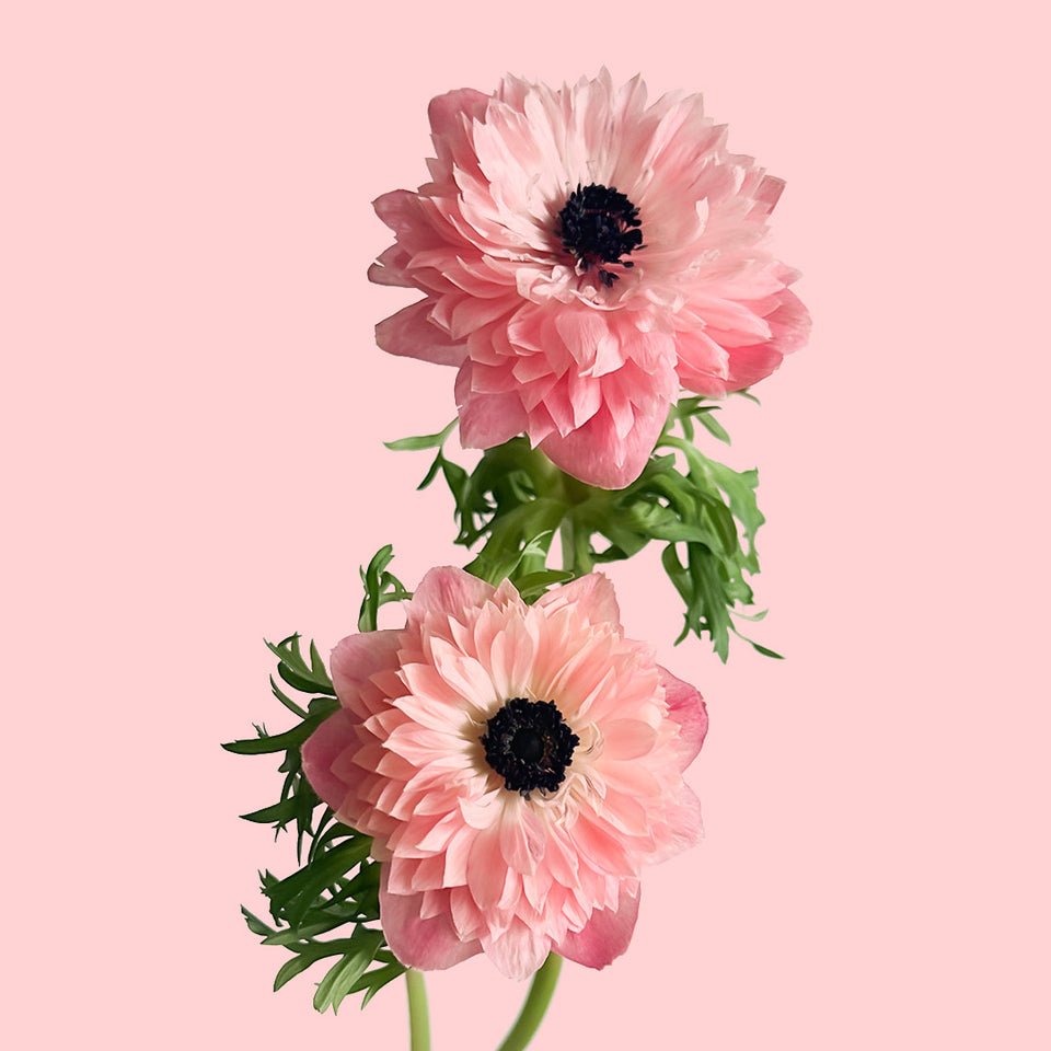 Levante Rosa Anemones | Sami Sacha Flowers