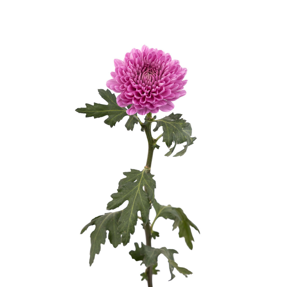 Disbud Lychee | Sami Sacha Flowers