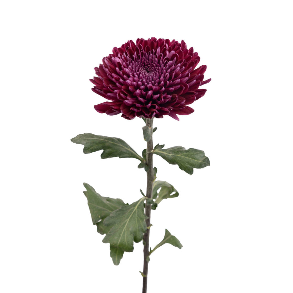 Football Mum Magnum | Sami Sacha Flowers