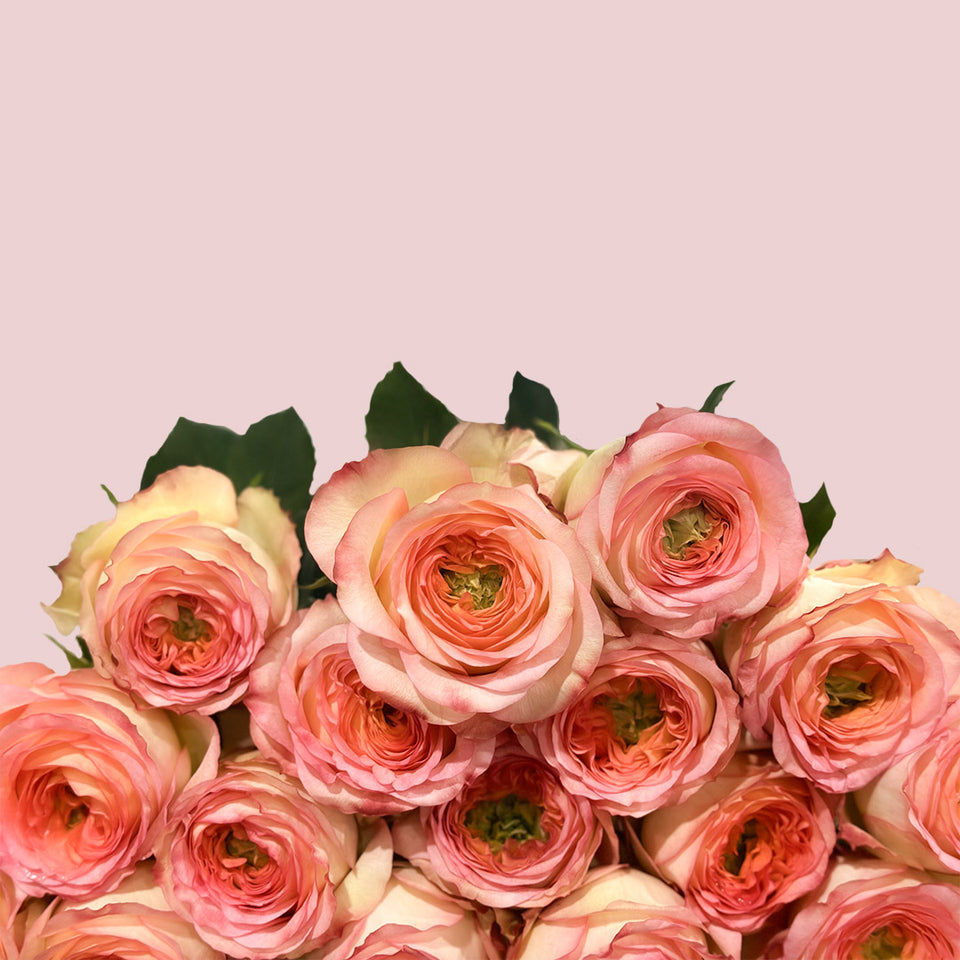 Houdini Garden Rose | Sami Sacha Flowers