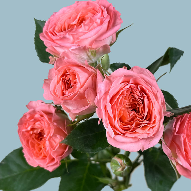 Fibonacci Spray Rose | Sami Sacha Flowers