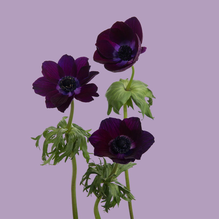 Anemones | Sami Sacha Flowers