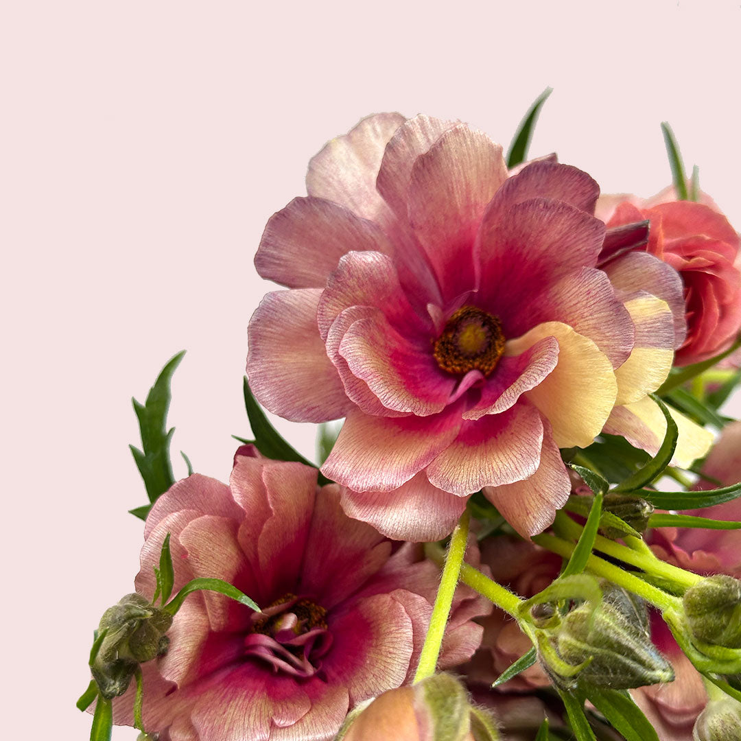 Ranunculus Butterfly Moderna Energia | Sami Sacha Flowers