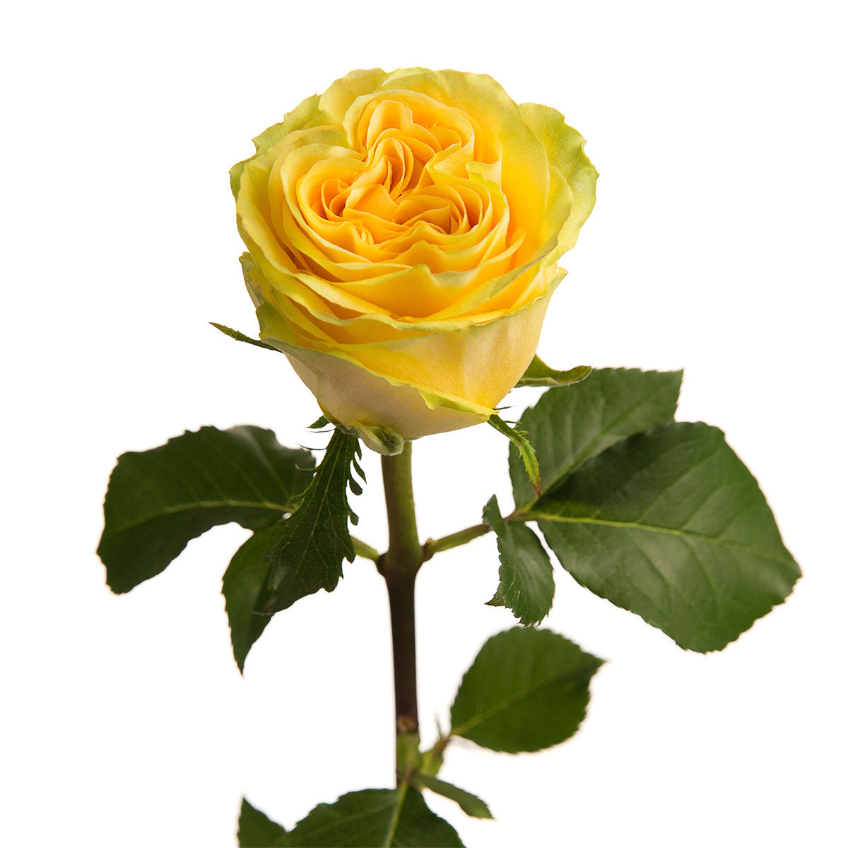 Country Sun Garden Rose | Sami Sacha Flowers