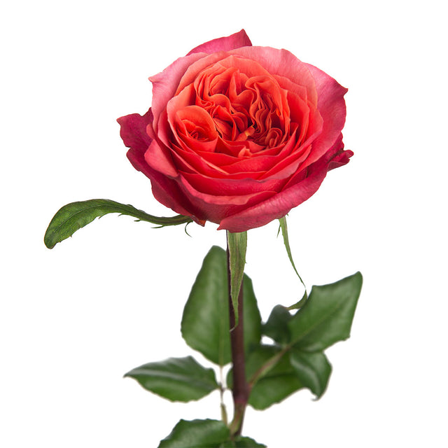 Country Sun Garden Rose | Sami Sacha Flowers