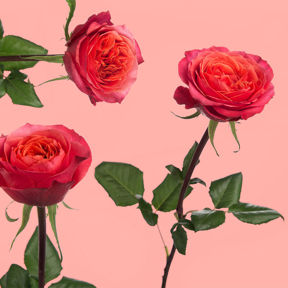 Country Sun Garden Rose | Sami Sacha Flowers