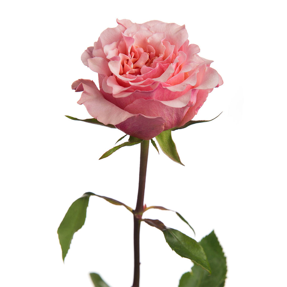 Mayra Flamingo Garden Rose | Sami Sacha Flowers