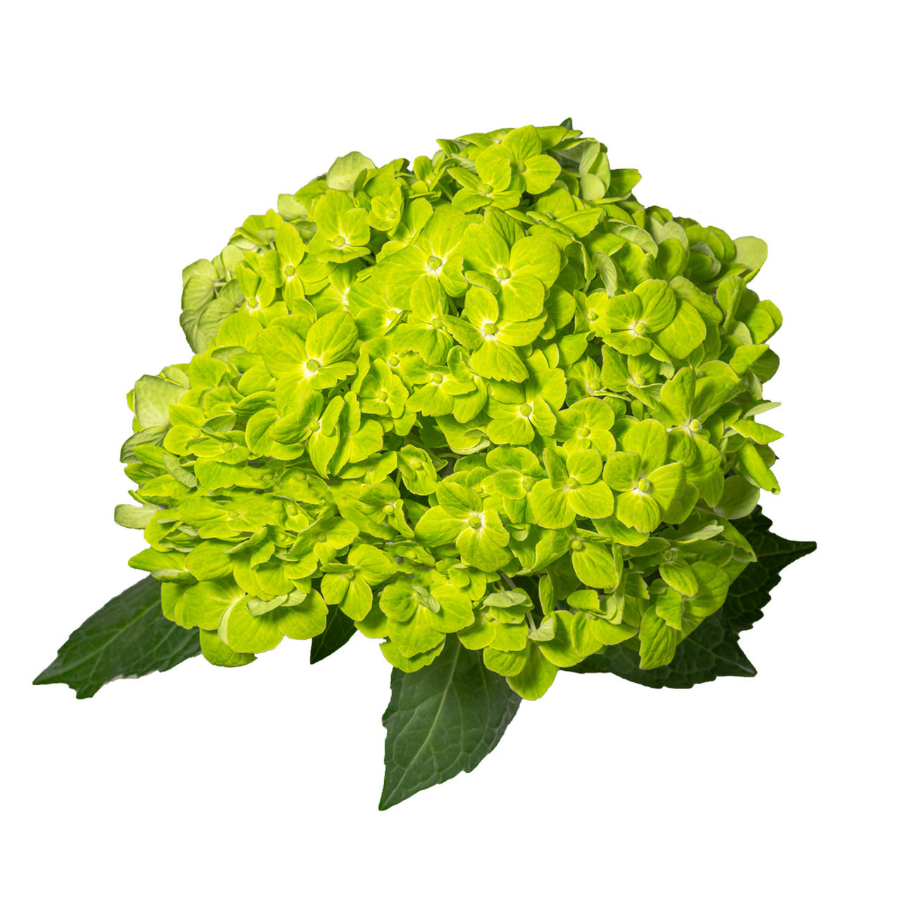 Emerald Hydrangea | Sami Sacha Flowers