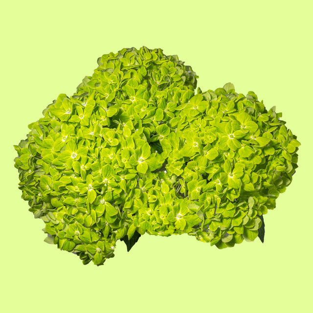 Emerald Hydrangea | Sami Sacha Flowers