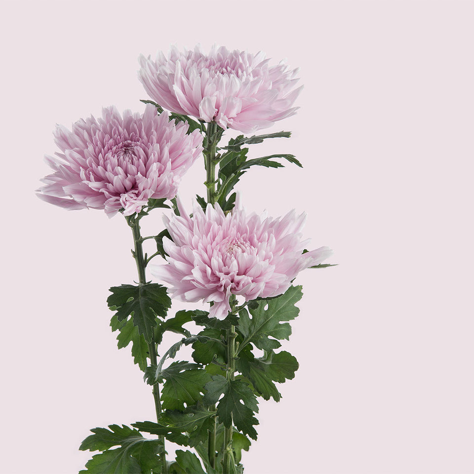 Lavender Mums | Sami Sacha Flowers