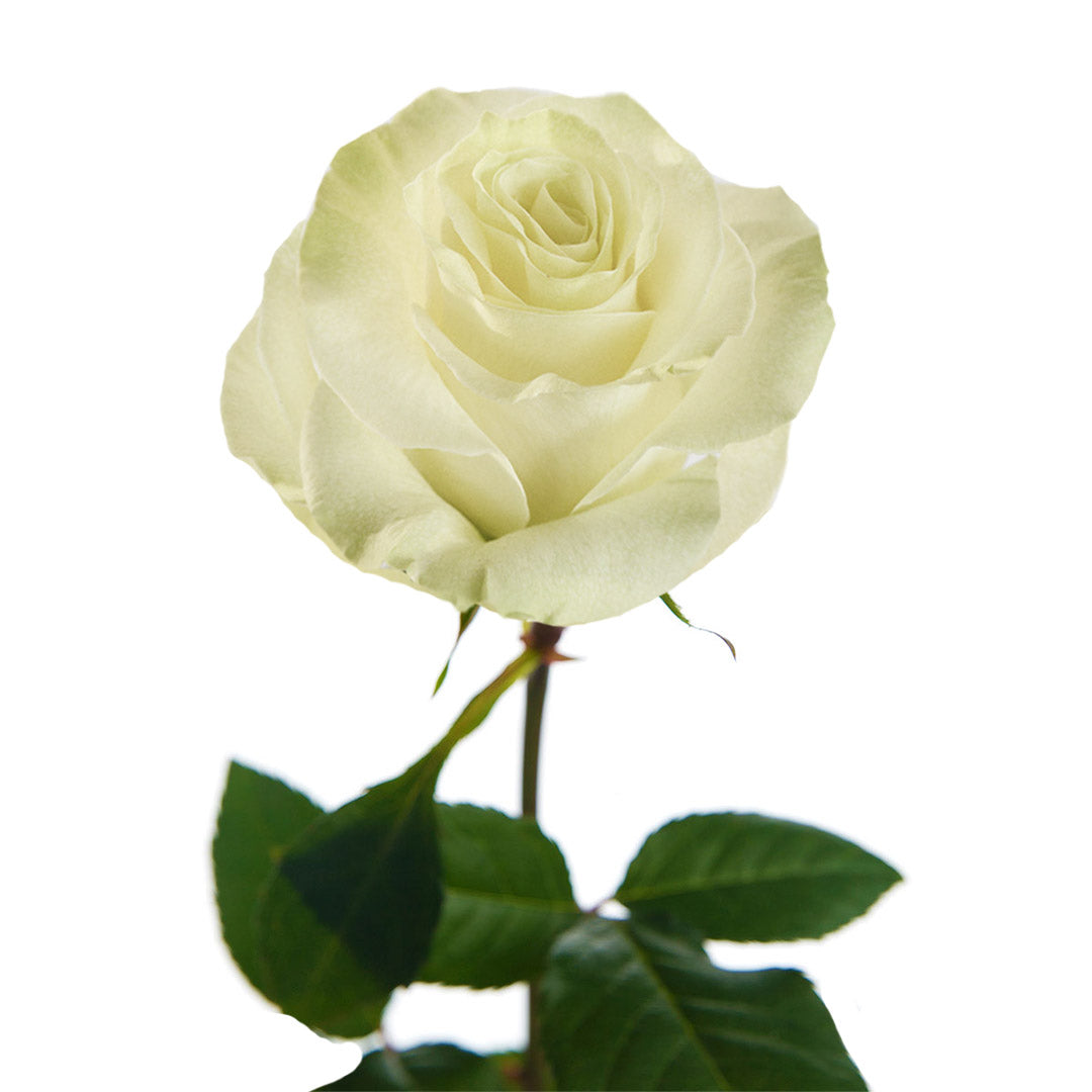 Mondial Rose | Sami Sacha Flowers