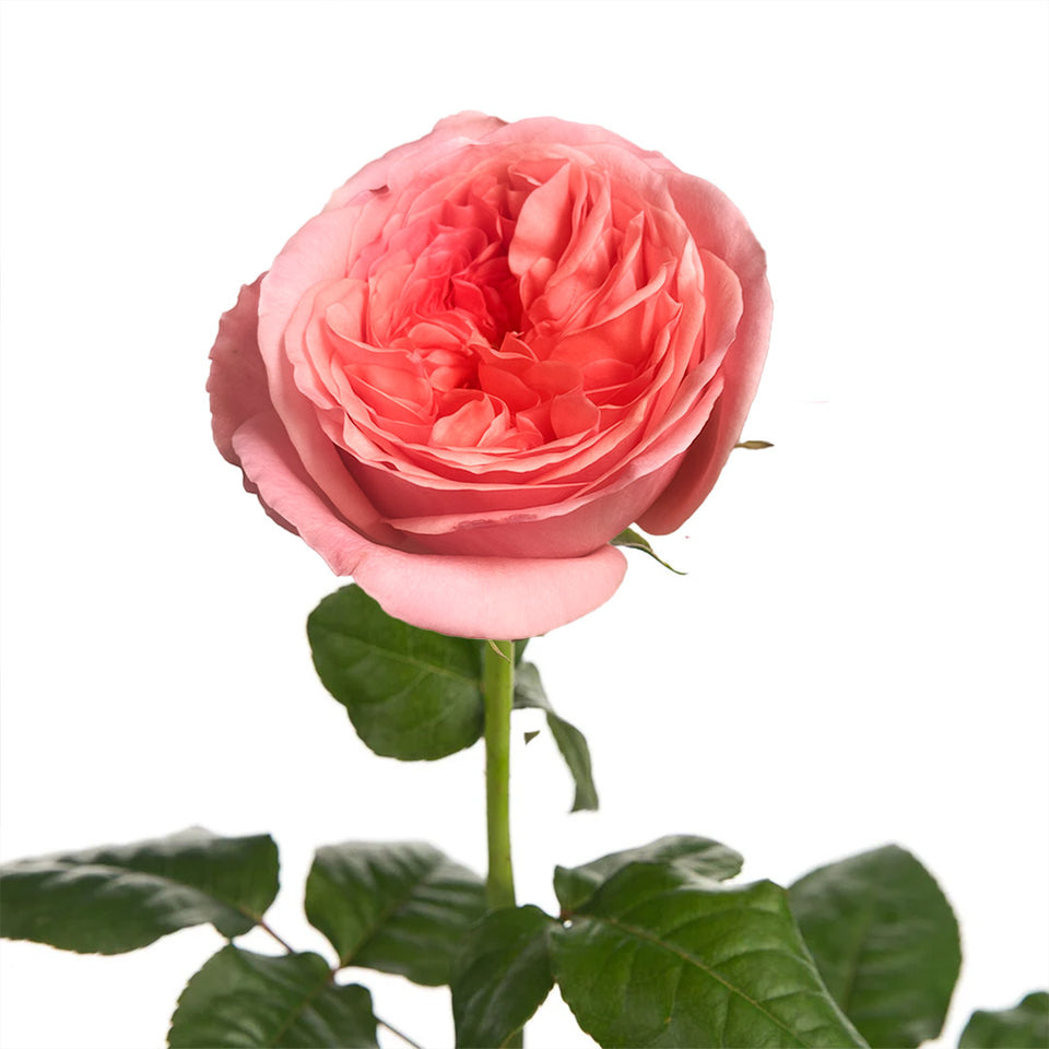 Pink Xpression Garden Rose | Sami Sacha Flowers