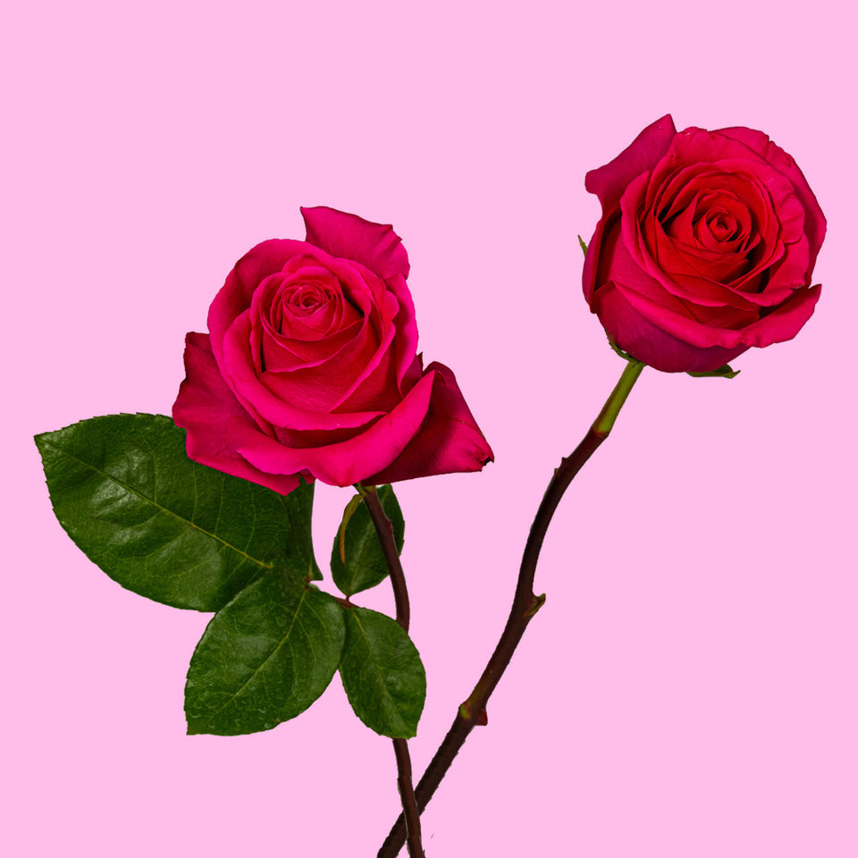 Pink Floyd Rose | Sami Sacha Flowers