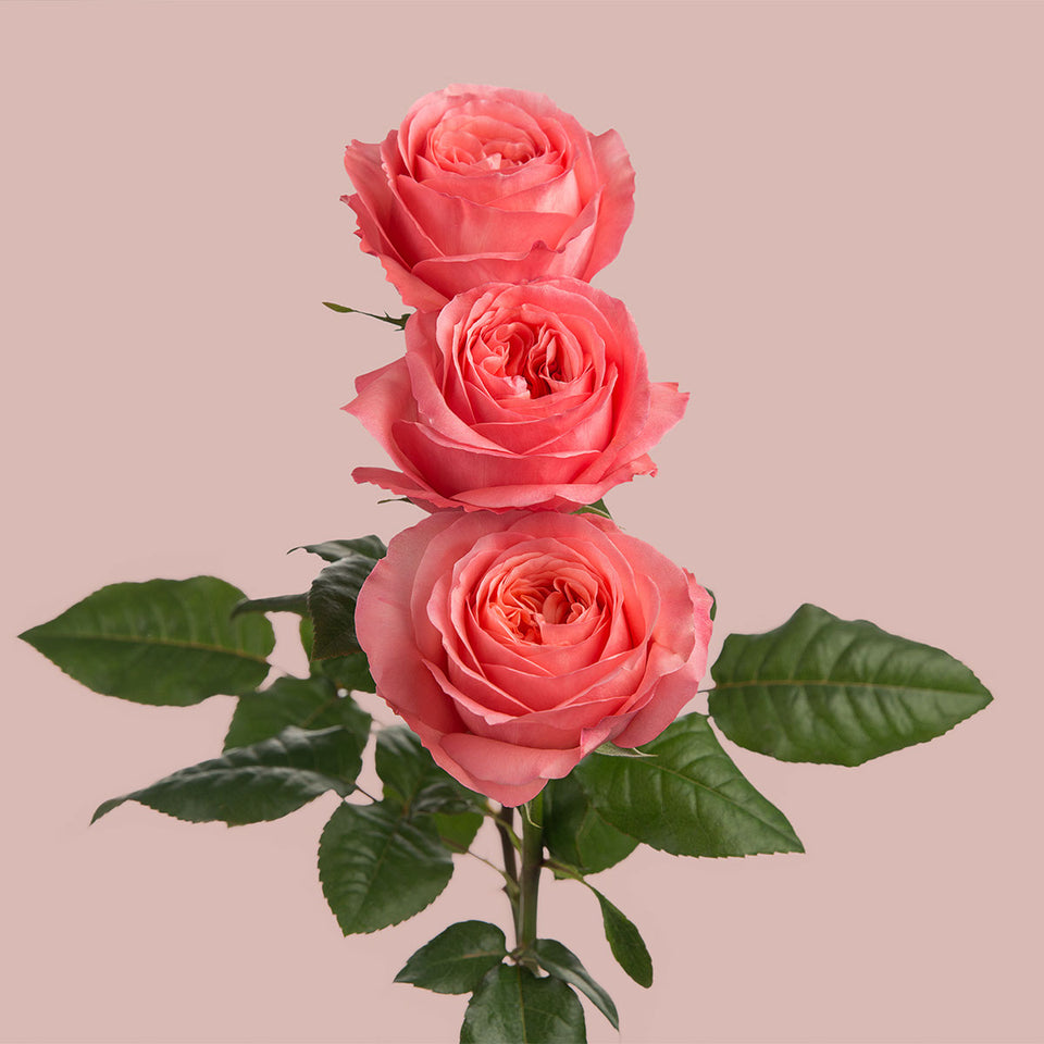 Pink Xpression Garden Rose | Sami Sacha Flowers