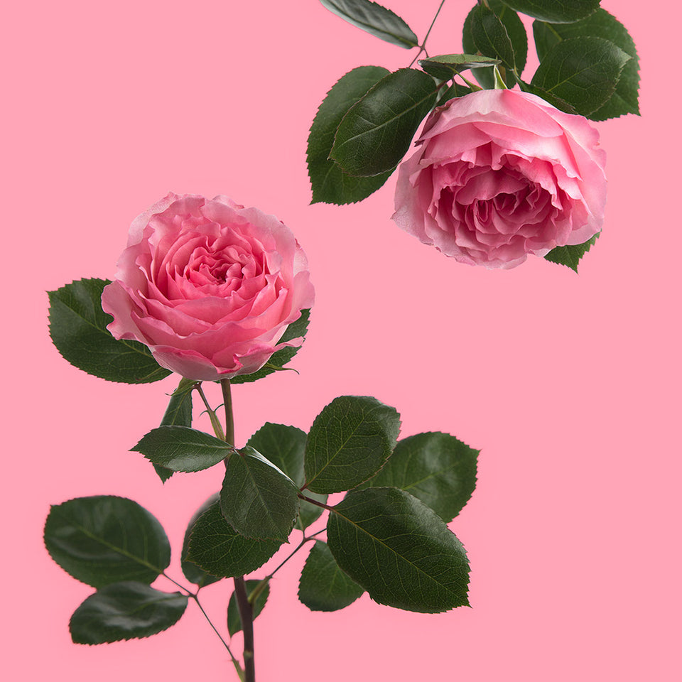 Mayra Queen Garden Rose | Sami Sacha Flowers