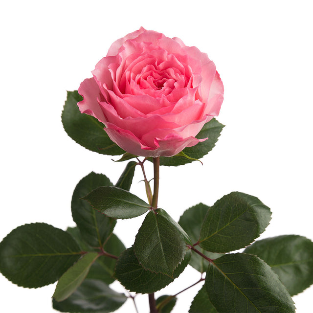 Mayra Queen Garden Rose | Sami Sacha Flowers