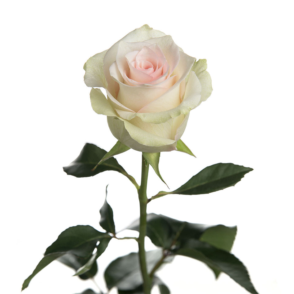 Ragazza Rose | Sami Sacha Flowers