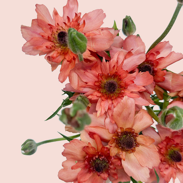 Ranunculus Butterfly Moderna Fire | Sami Sacha Flowers