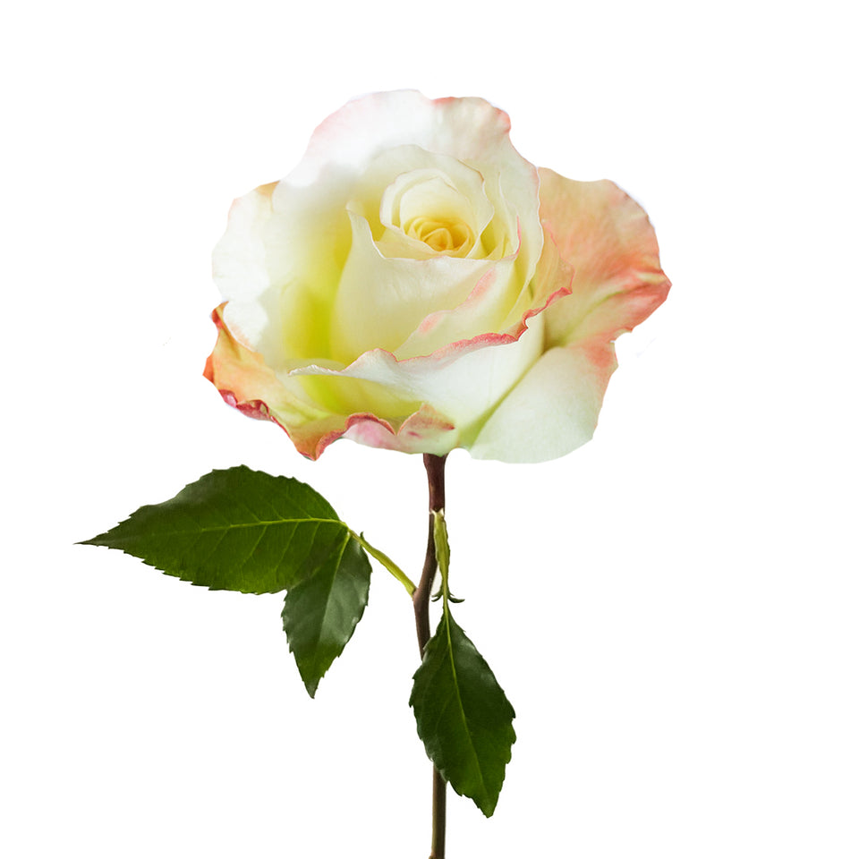 Aubade Rose | Sami Sacha Flowers
