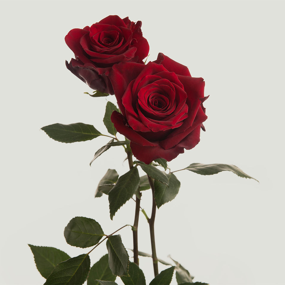 Royal Explorer Rose | Sami Sacha Flowers