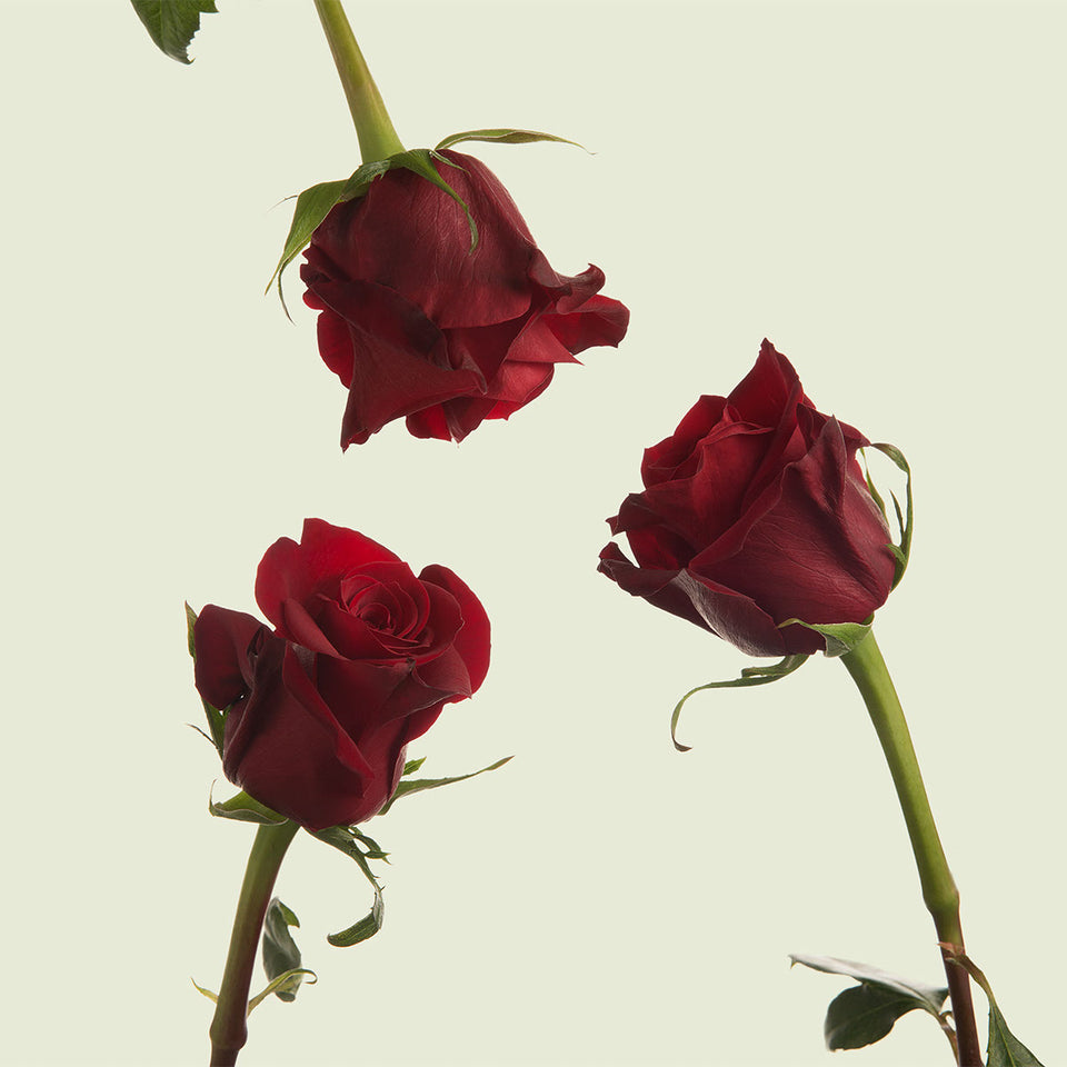 Scarlatta Rose | Sami Sacha Flowers