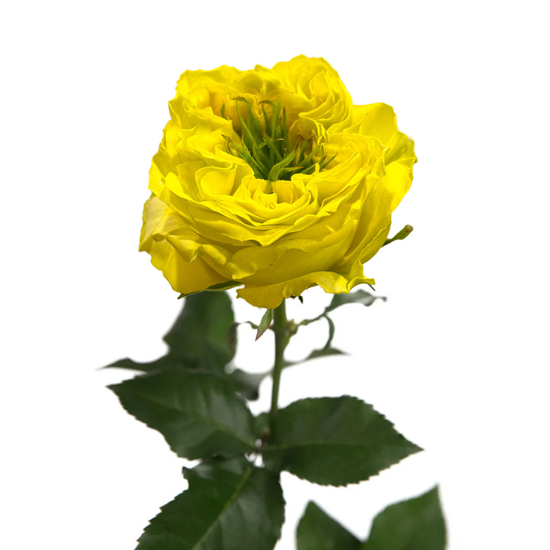 Skywalker Garden Rose | Sami Sacha Flowers