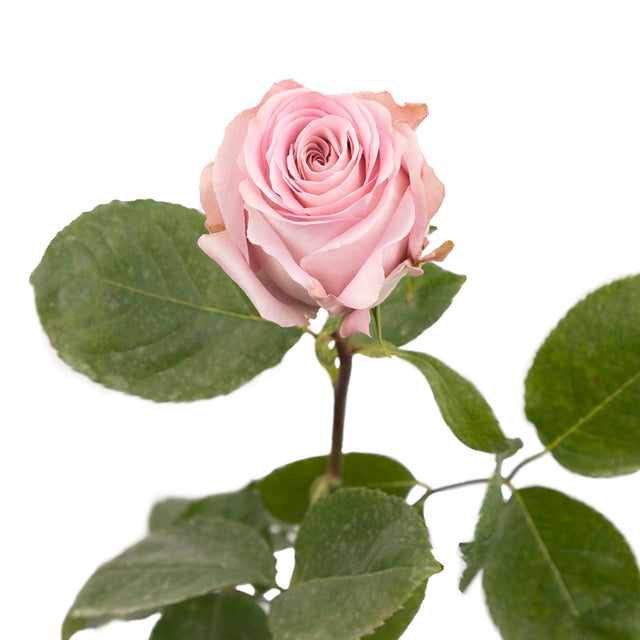 Sweet Love Rose | Sami Sacha Flowers