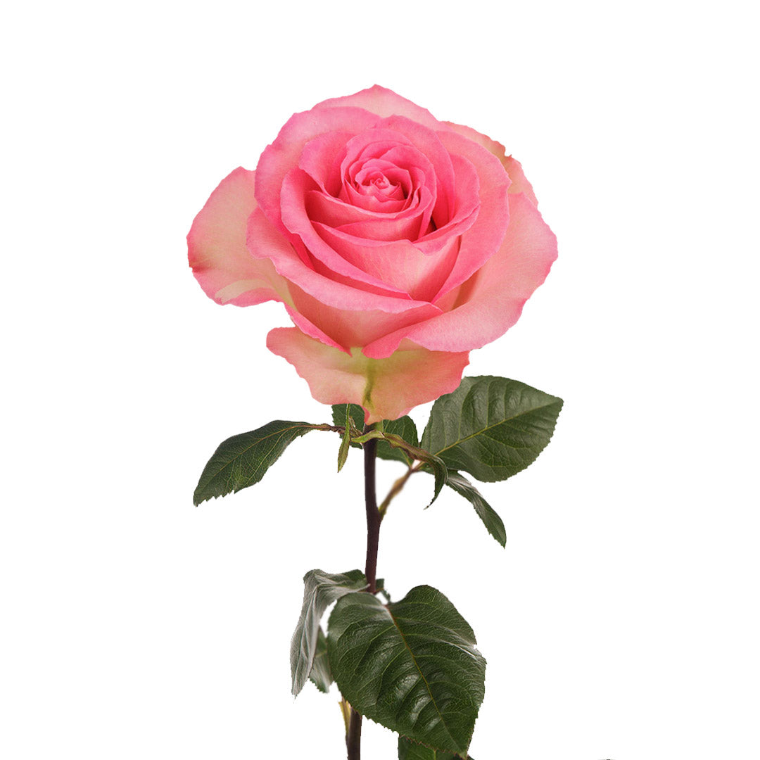 Sweet Unique Rose | Sami Sacha Flowers