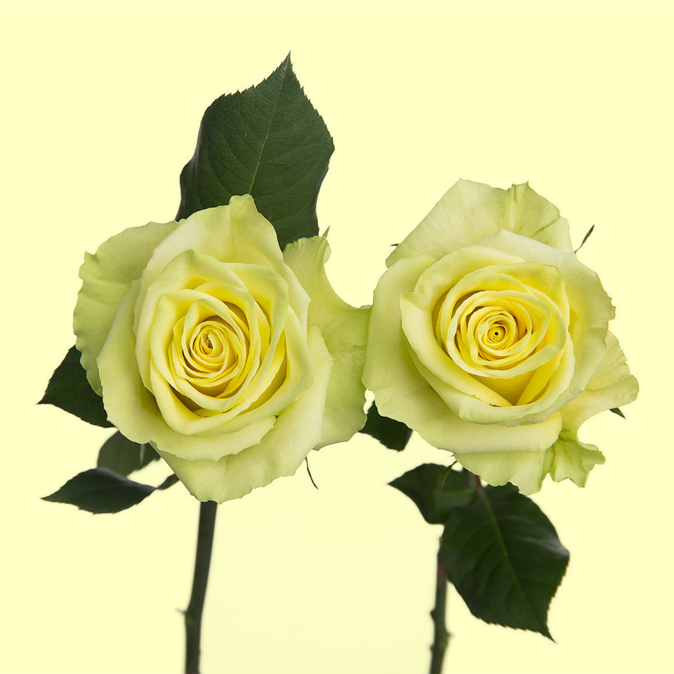 Totem Rose | Sami Sacha Flowers