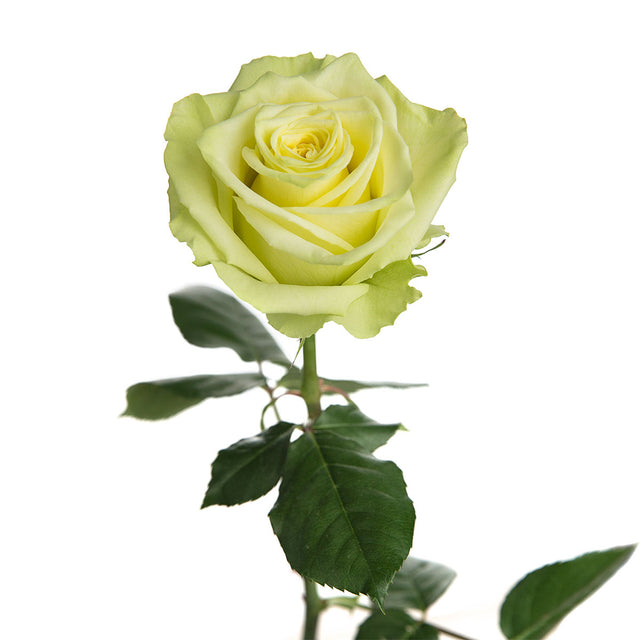Totem Rose | Sami Sacha Flowers