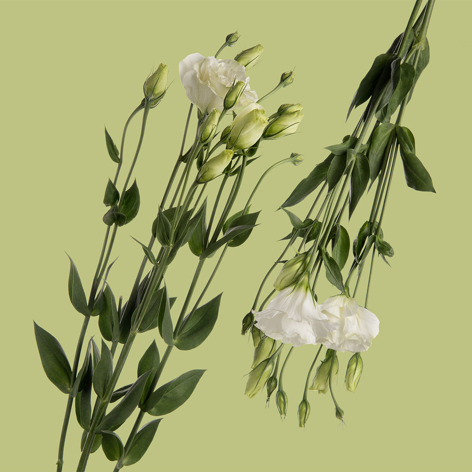White Lisianthus | Sami Sacha Flowers