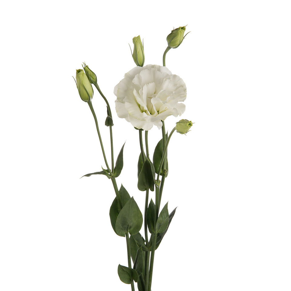 White Lisianthus | Sami Sacha Flowers