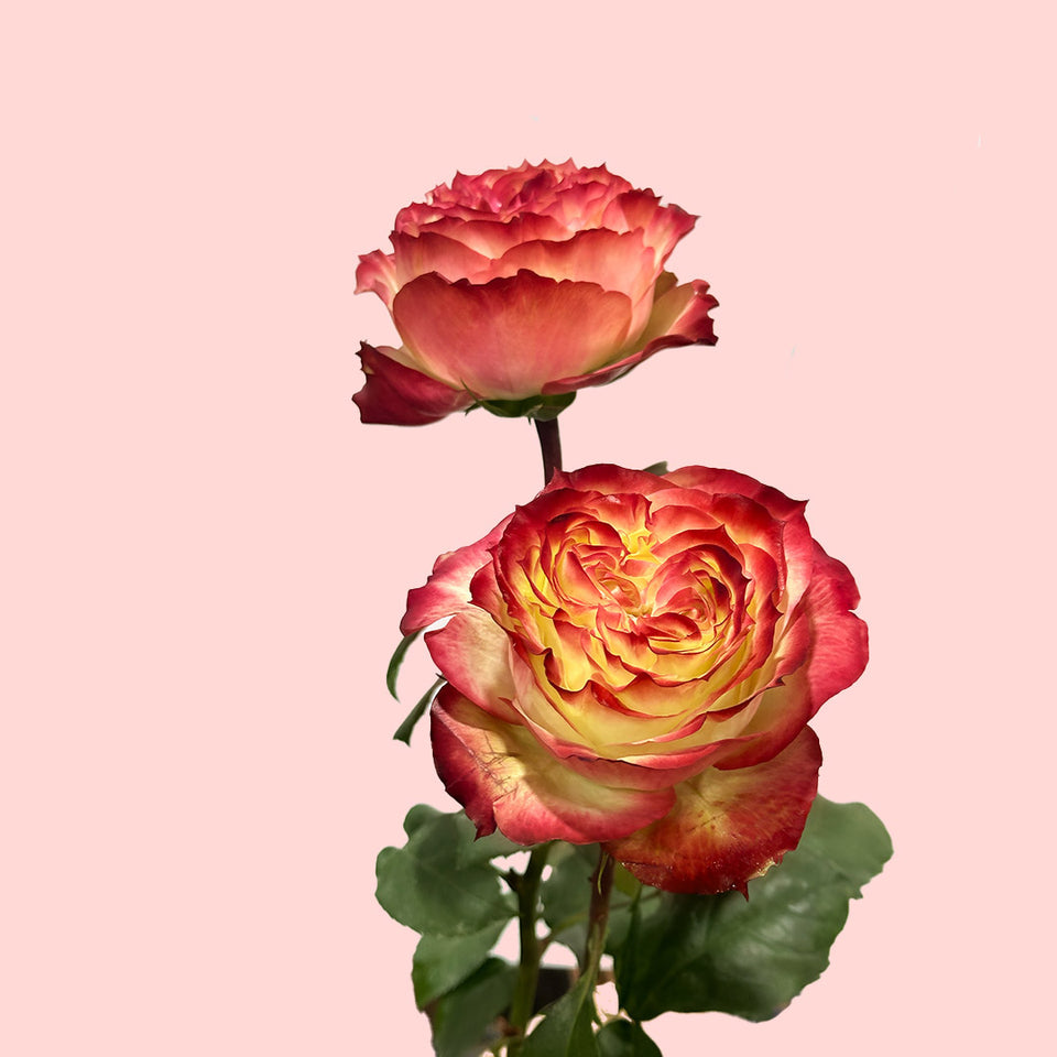 Applejack Garden Rose | Sami Sacha Flowers