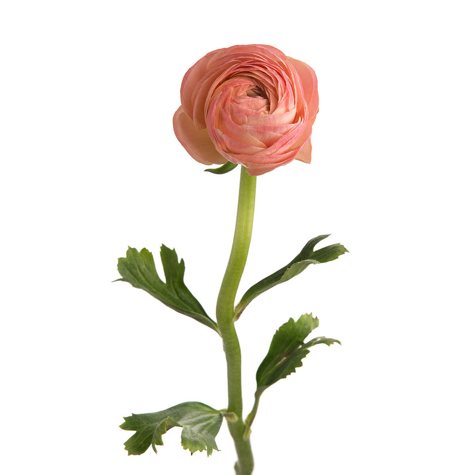 Coral Ranunculus | Sami Sacha Flowers