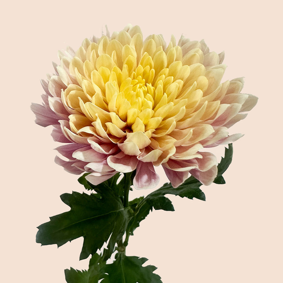 Cremon Salmon Pink | Sami Sacha Flowers