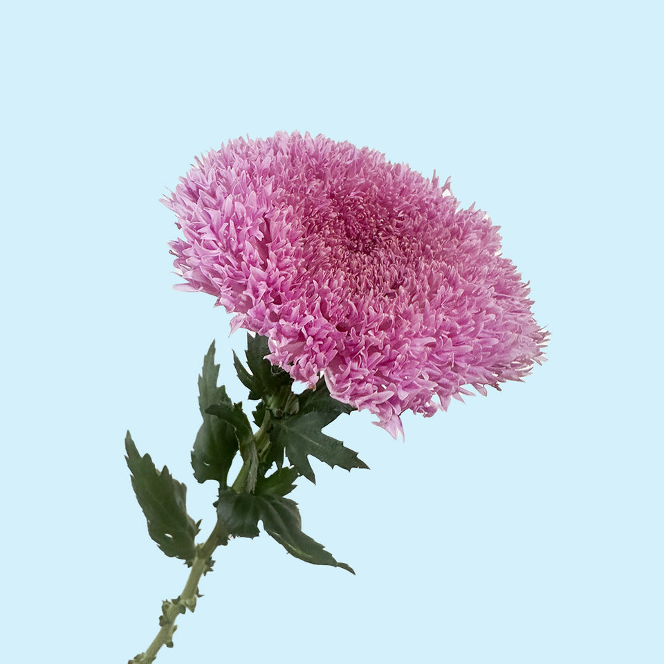 Cremon Etrusko | Sami Sacha Flowers