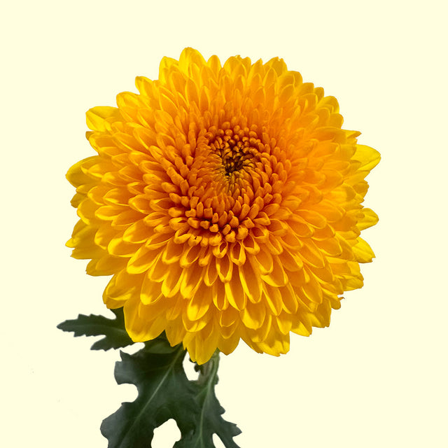 Cremon Paladov Sunny | Sami Sacha Flowers