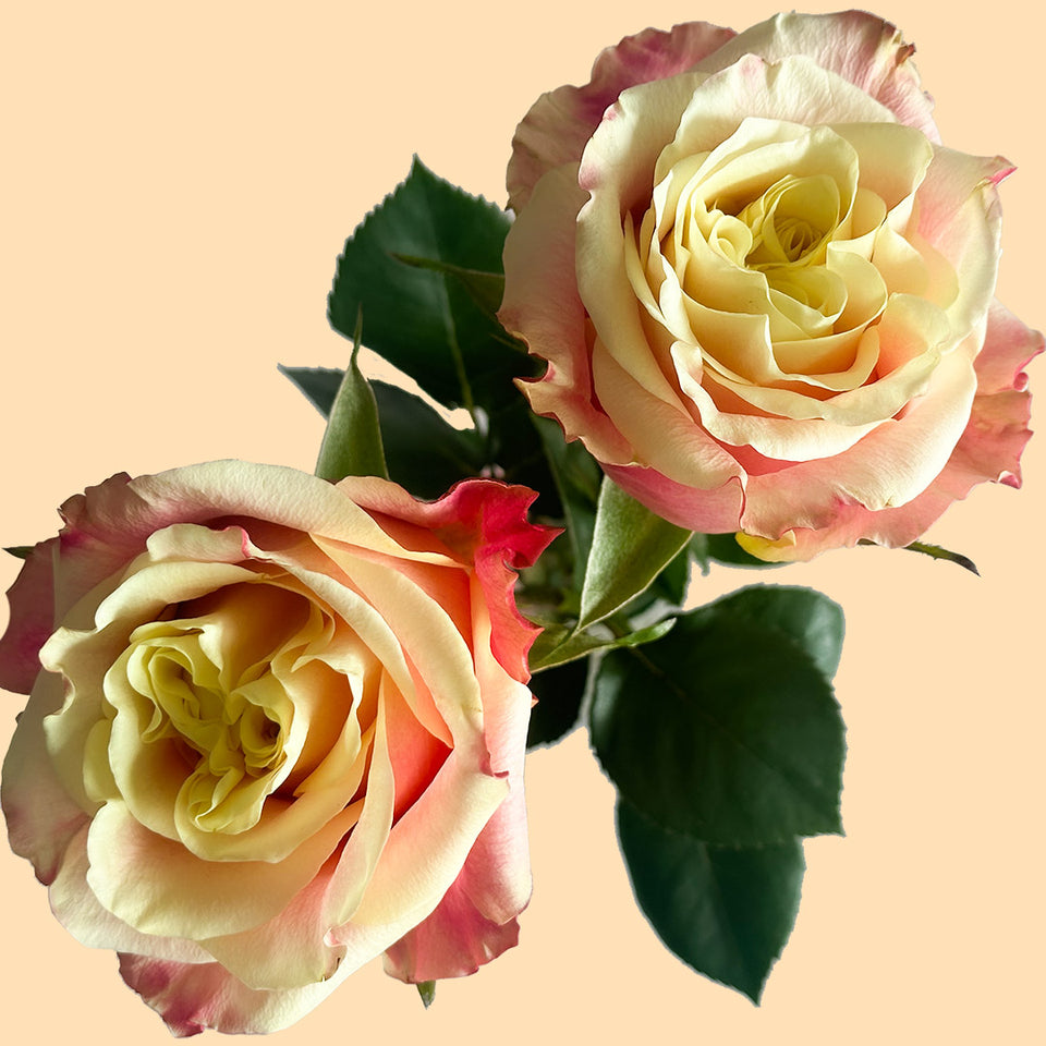 Wild Crown Garden Rose | Sami Sacha Flowers