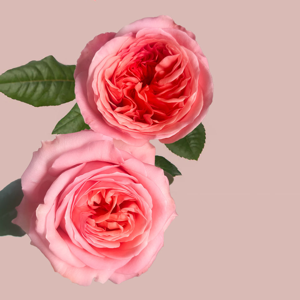 Pink Xpression Garden Rose | Sami Sacha Flowers