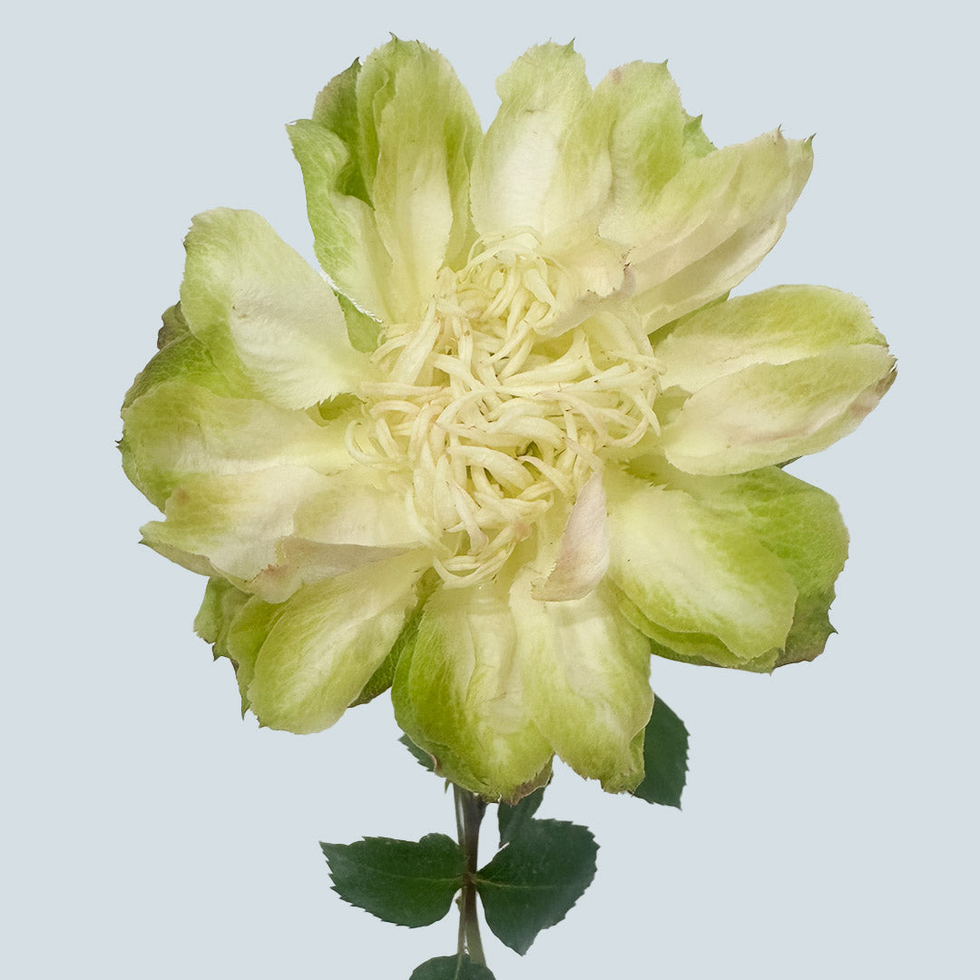 Veggie Rose | Sami Sacha Flowers